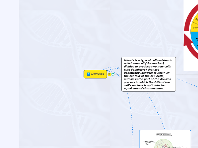 MITOSIS - Mind Map